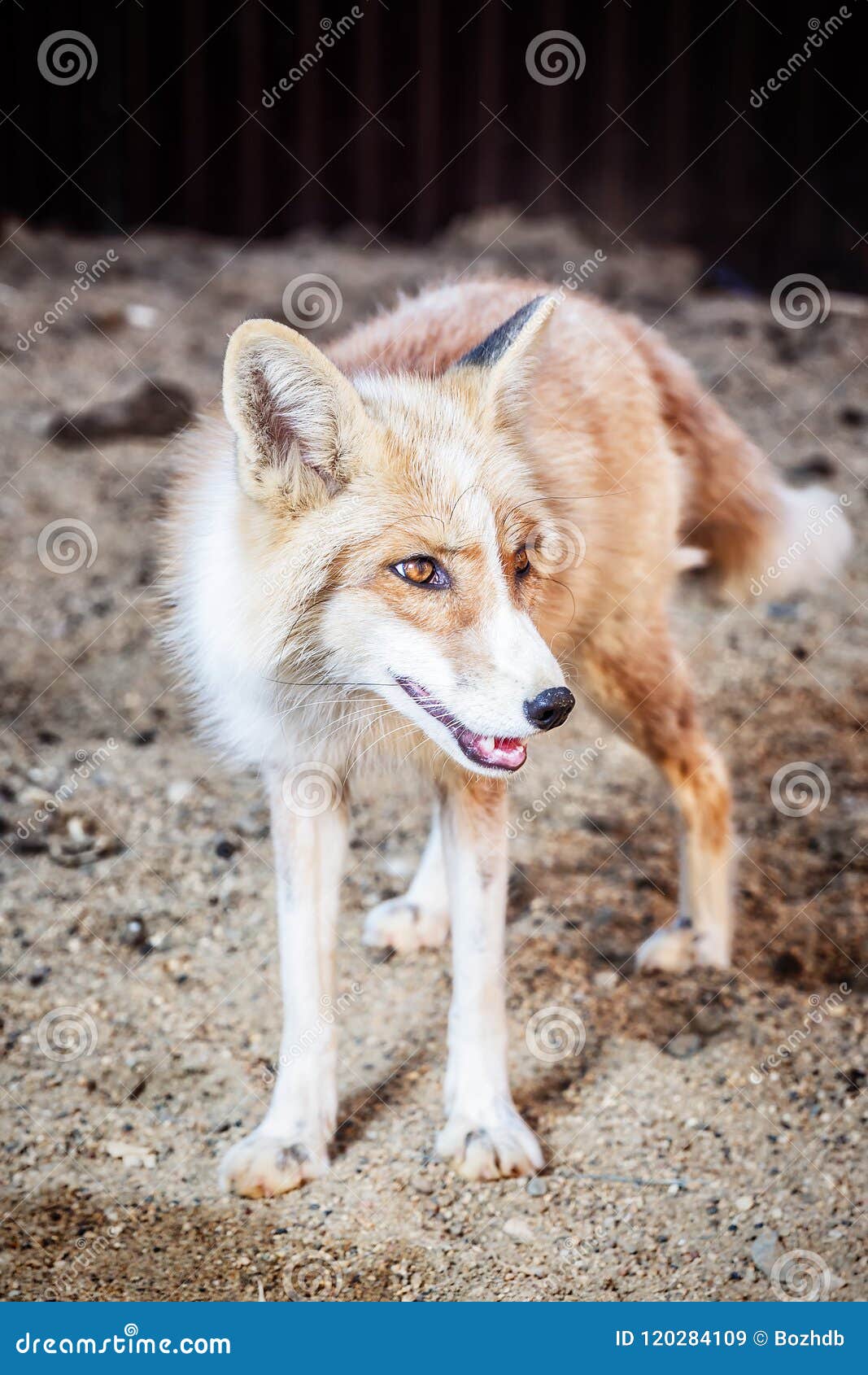 Portrait of golden fox stock image. Image of hunter - 120284109