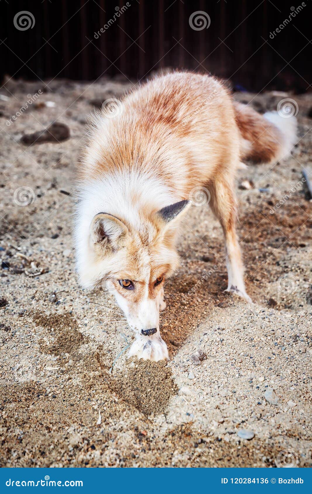 Portrait of golden fox stock photo. Image of funny, animals - 120284136