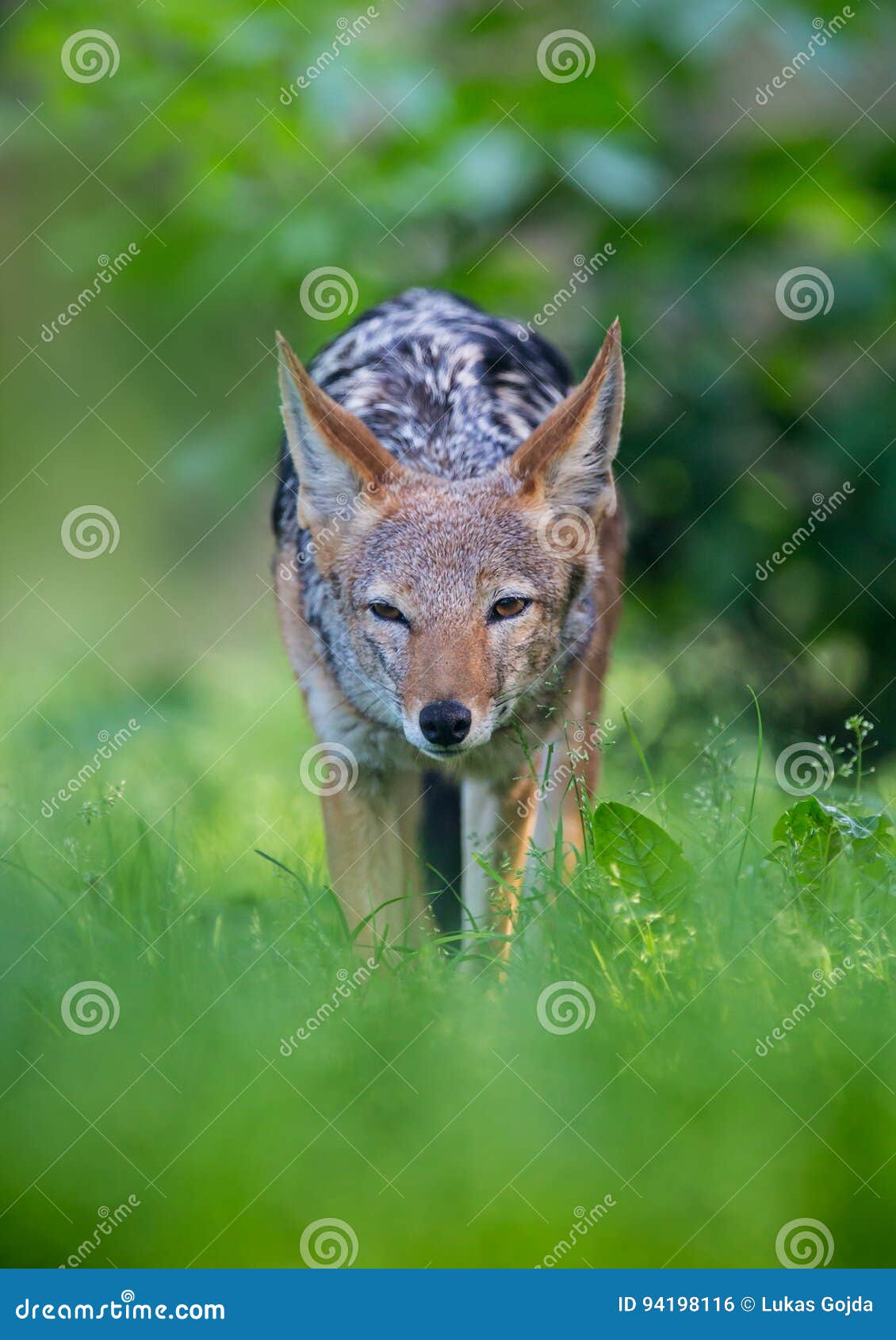 Portrait of Golden Jackal Hunting. Stock Photo - Image of brown ...