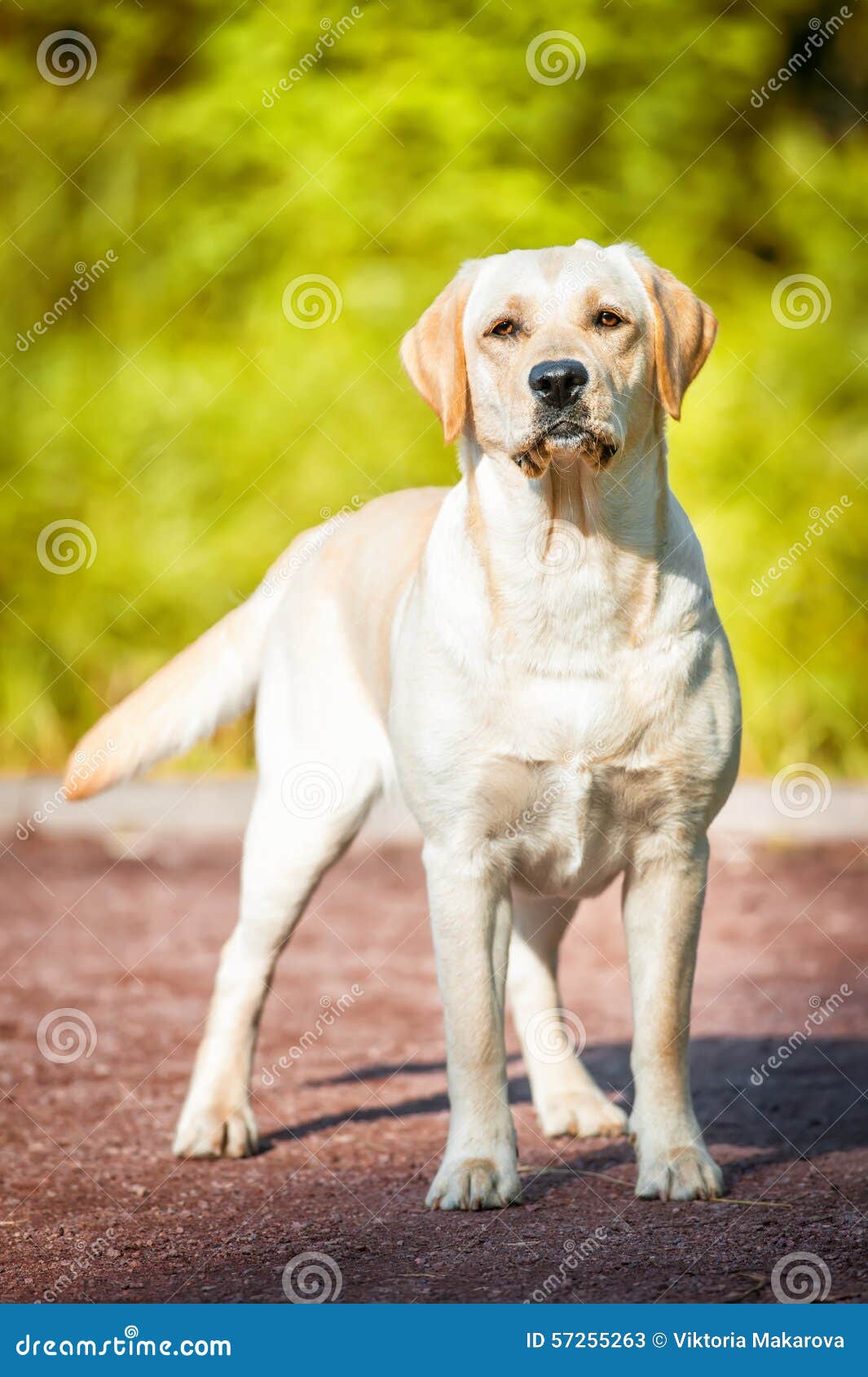 Portrait of the Golden Labrador Stock Image - Image of summer, colored ...