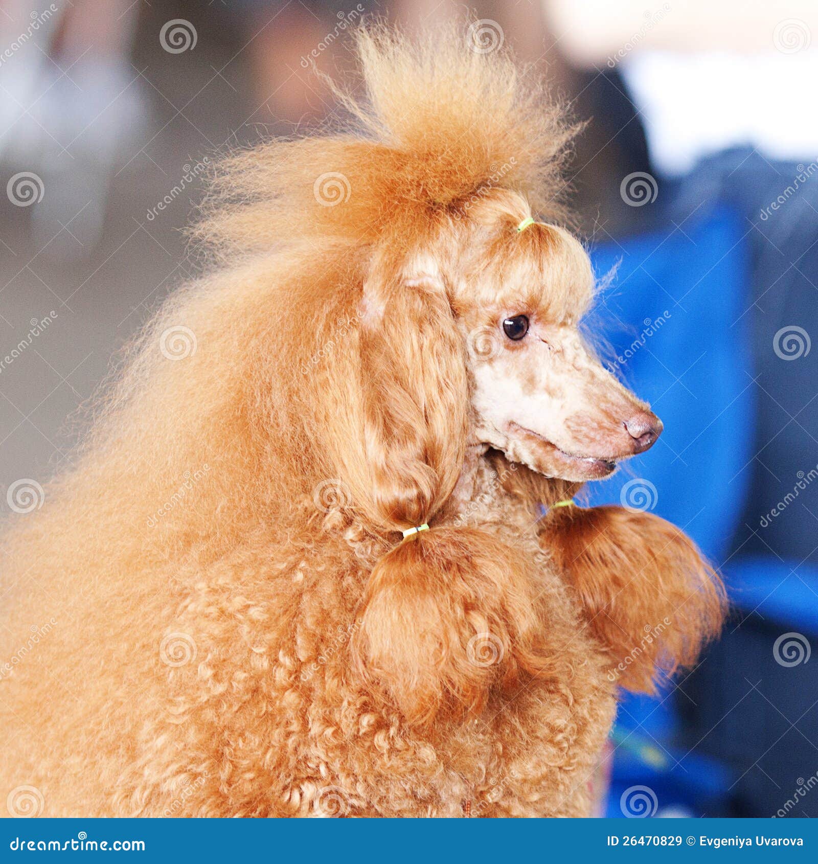 Portrait of a Golden Poodle Stock Image - Image of obedience ...