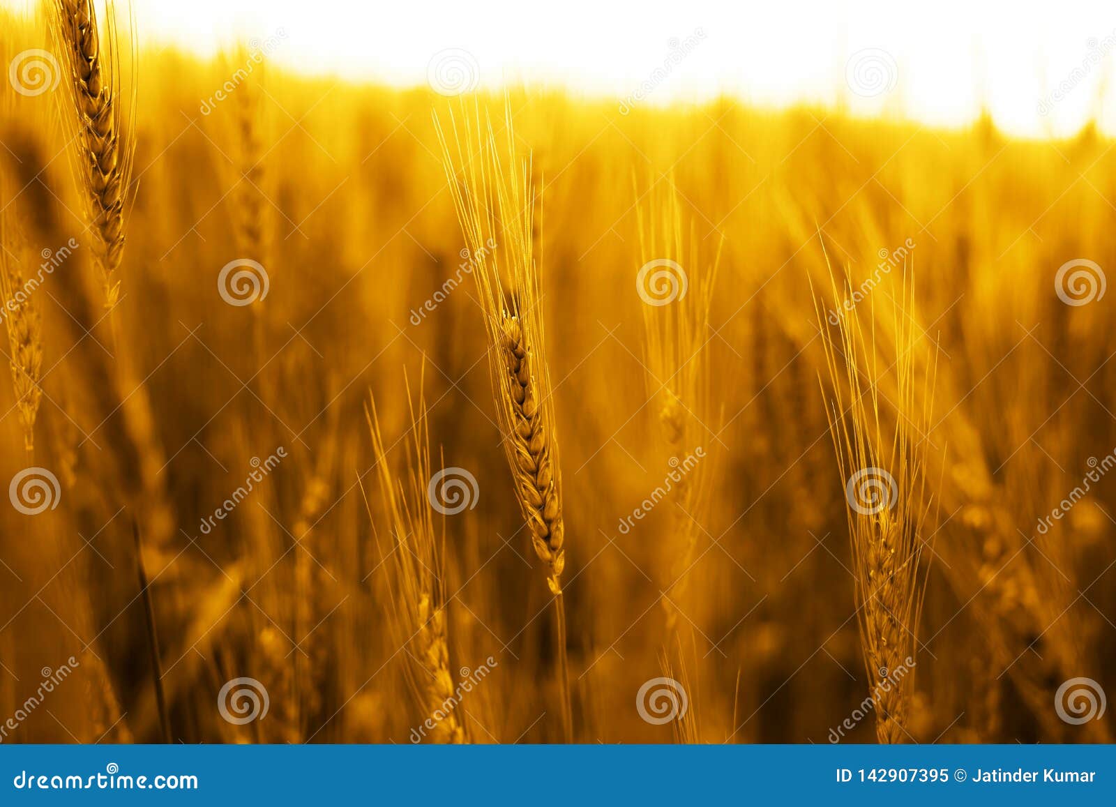 Portrait of Golden Wheat Fields Stock Image - Image of field, fields ...