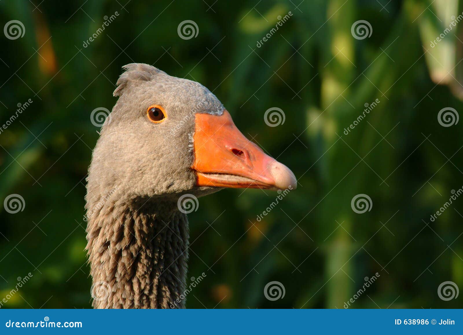 Portrait of goose stock photo. Image of wildlife, neck - 638986