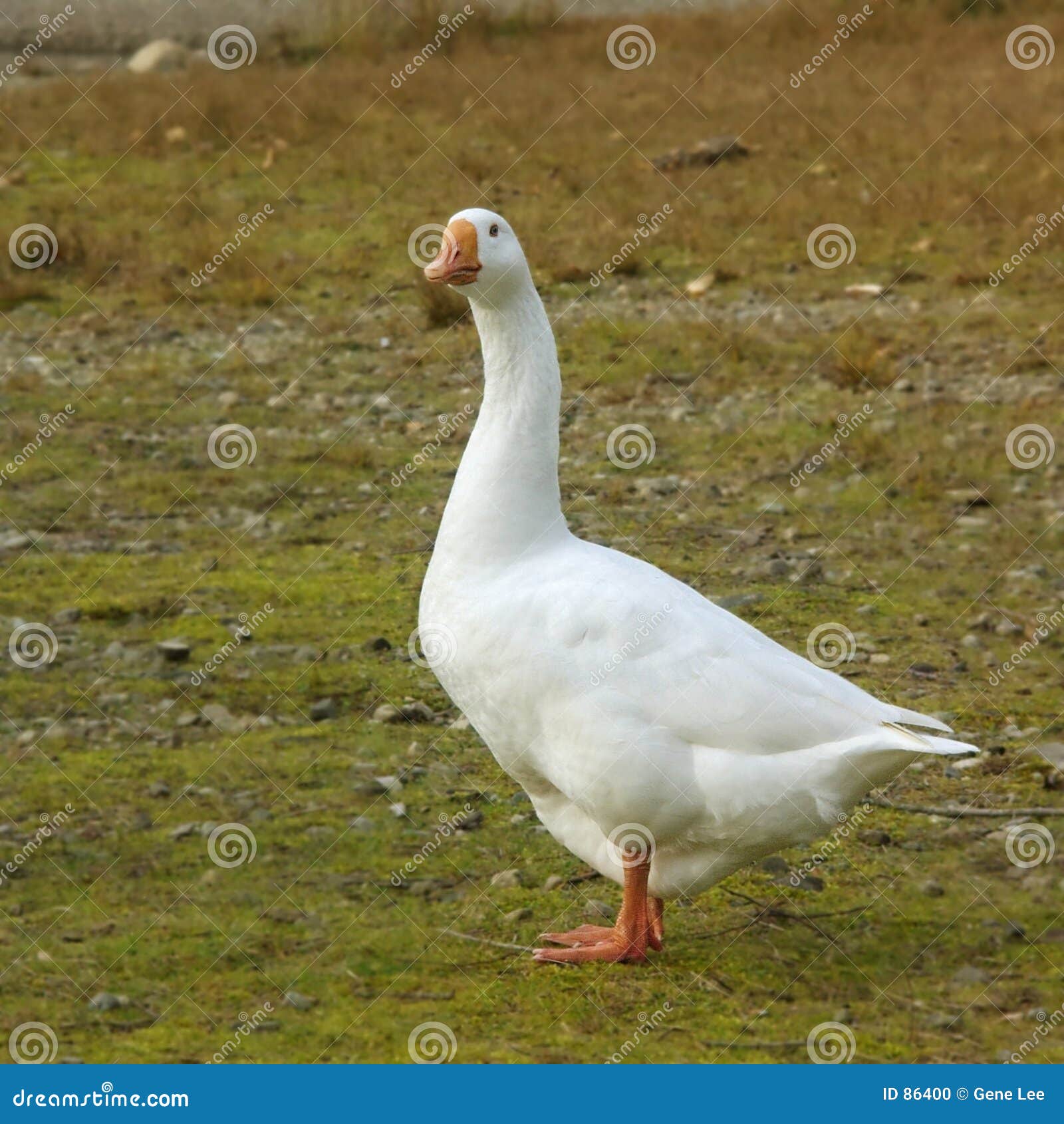 Portrait Of A Goose, Duck, Gosling, Duckling Stock Photography ...