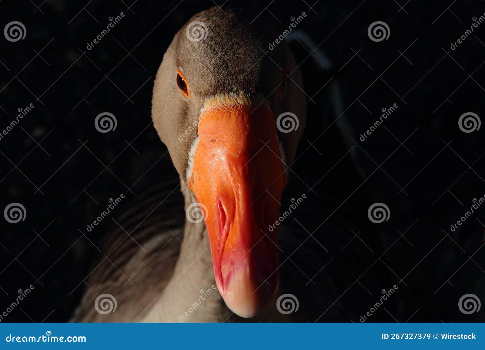Portrait of a Goose Anser Half Covered in Shadow Stock Image - Image of ...