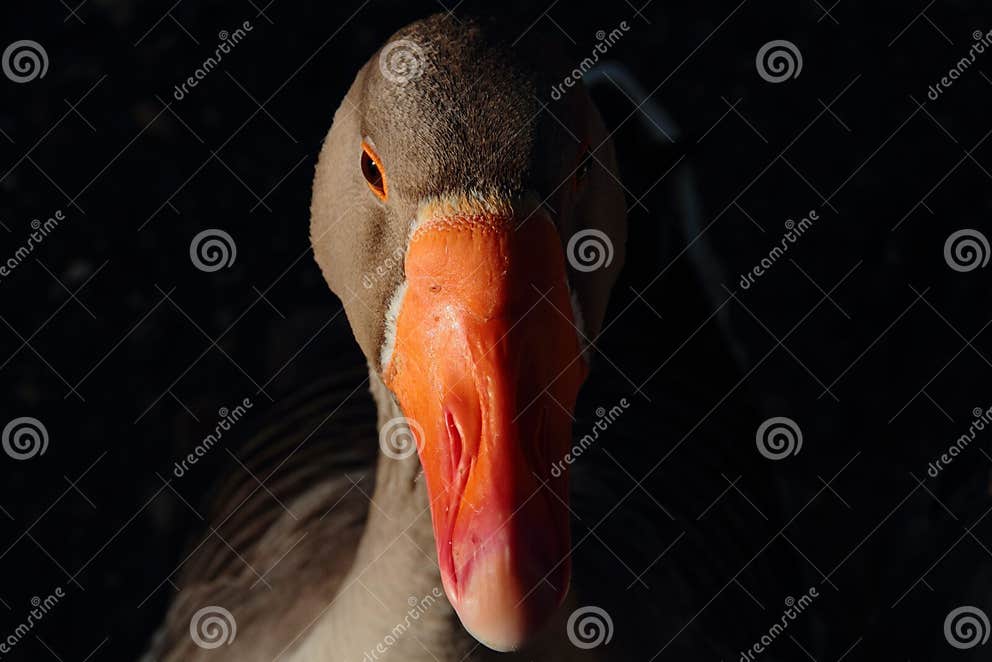 Portrait of a Goose Anser Half Covered in Shadow Stock Image - Image of ...