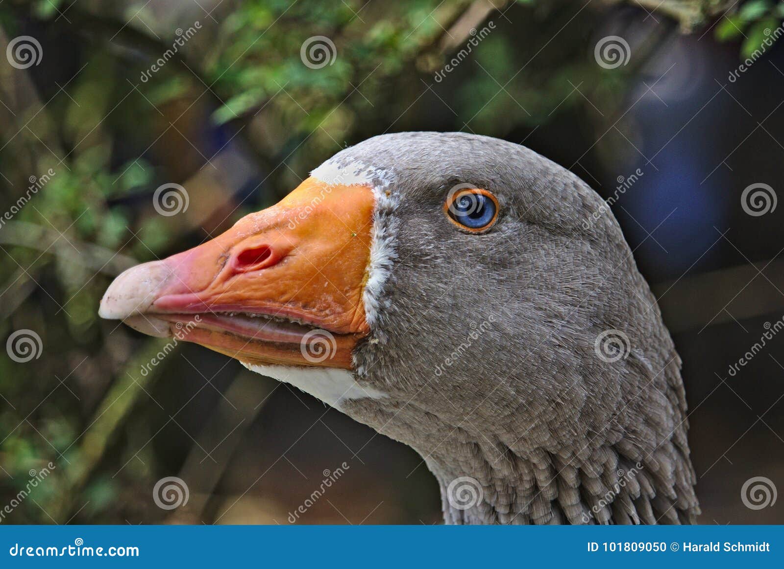 Portrait of a Goose with Bright Blue Eyes Stock Photo - Image of ...