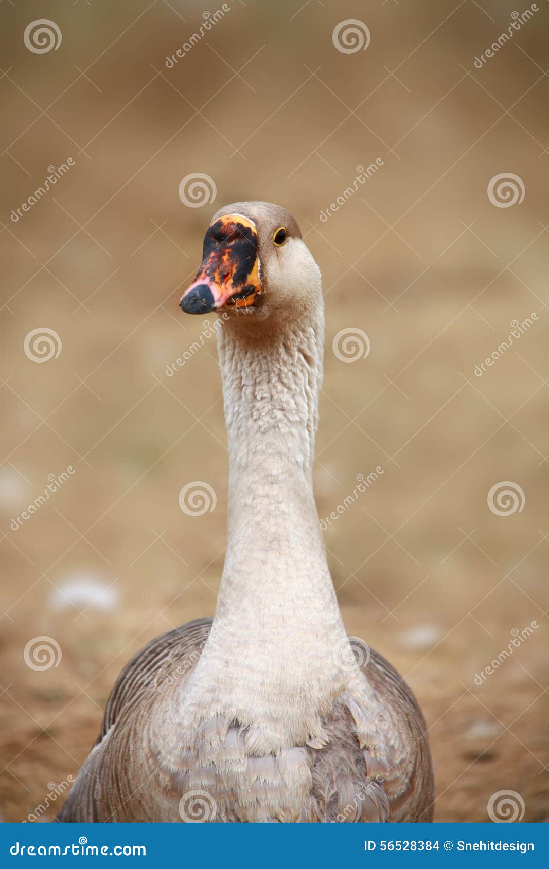 Portrait of goose stock photo. Image of neck, close, profile - 56528384