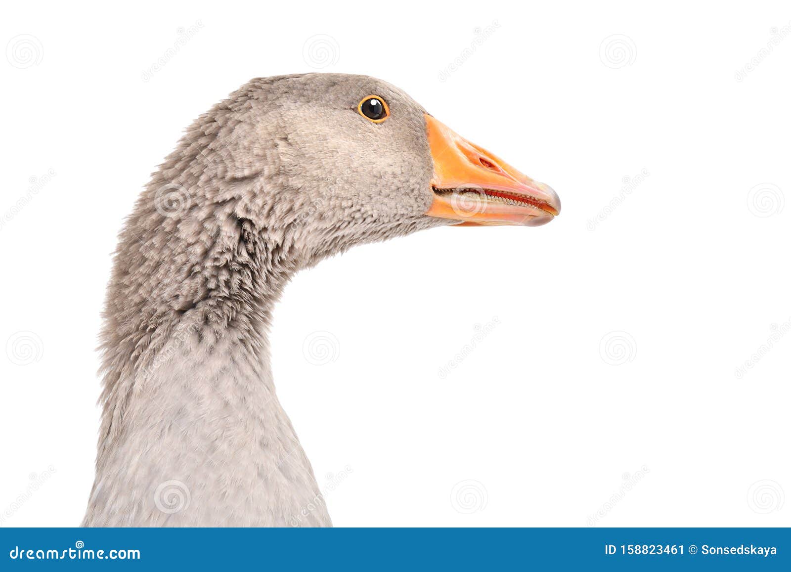 Portrait of a Goose, Closeup, Side View Stock Image - Image of farm ...