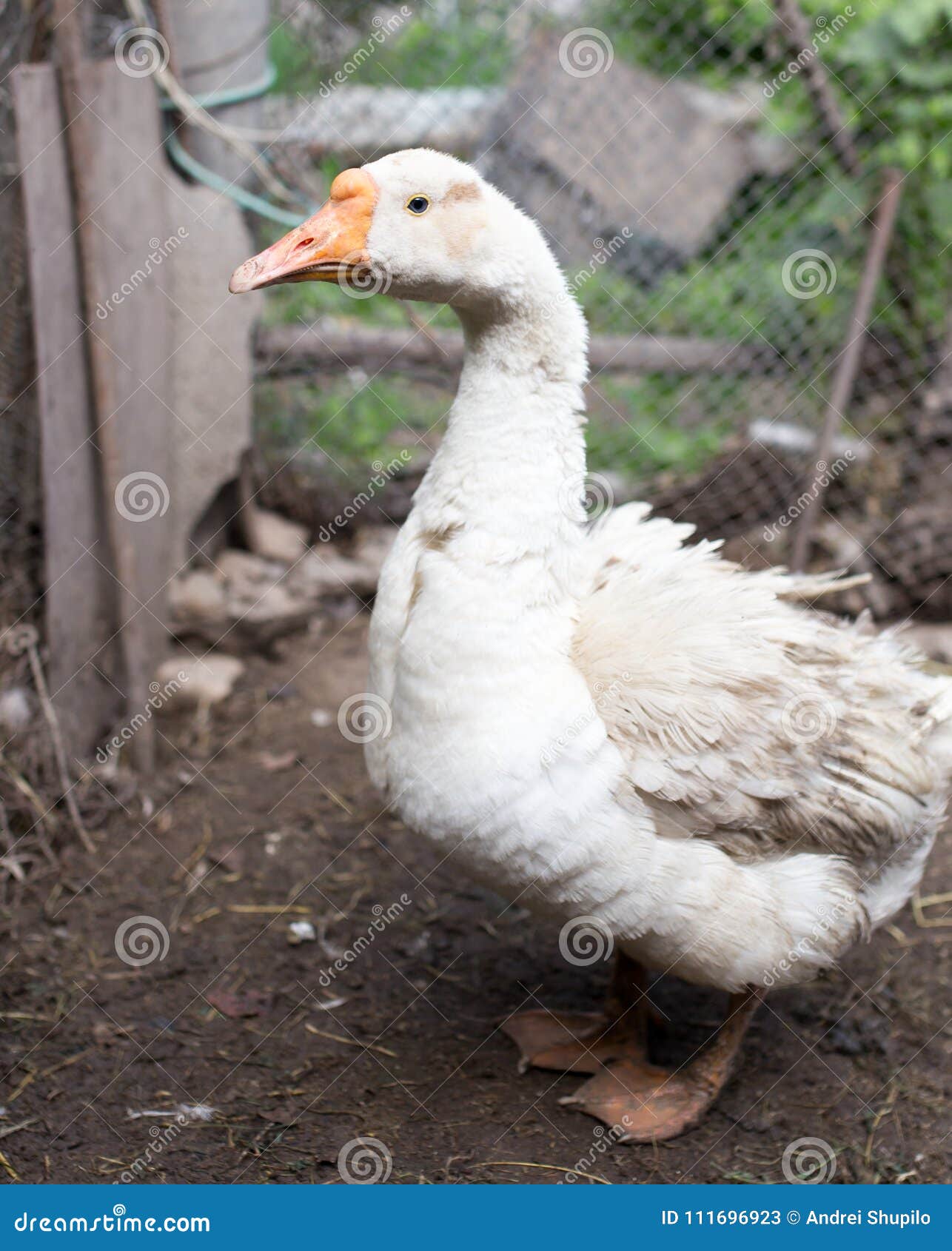 Portrait of a Goose on a Farm Stock Image - Image of domesticated ...