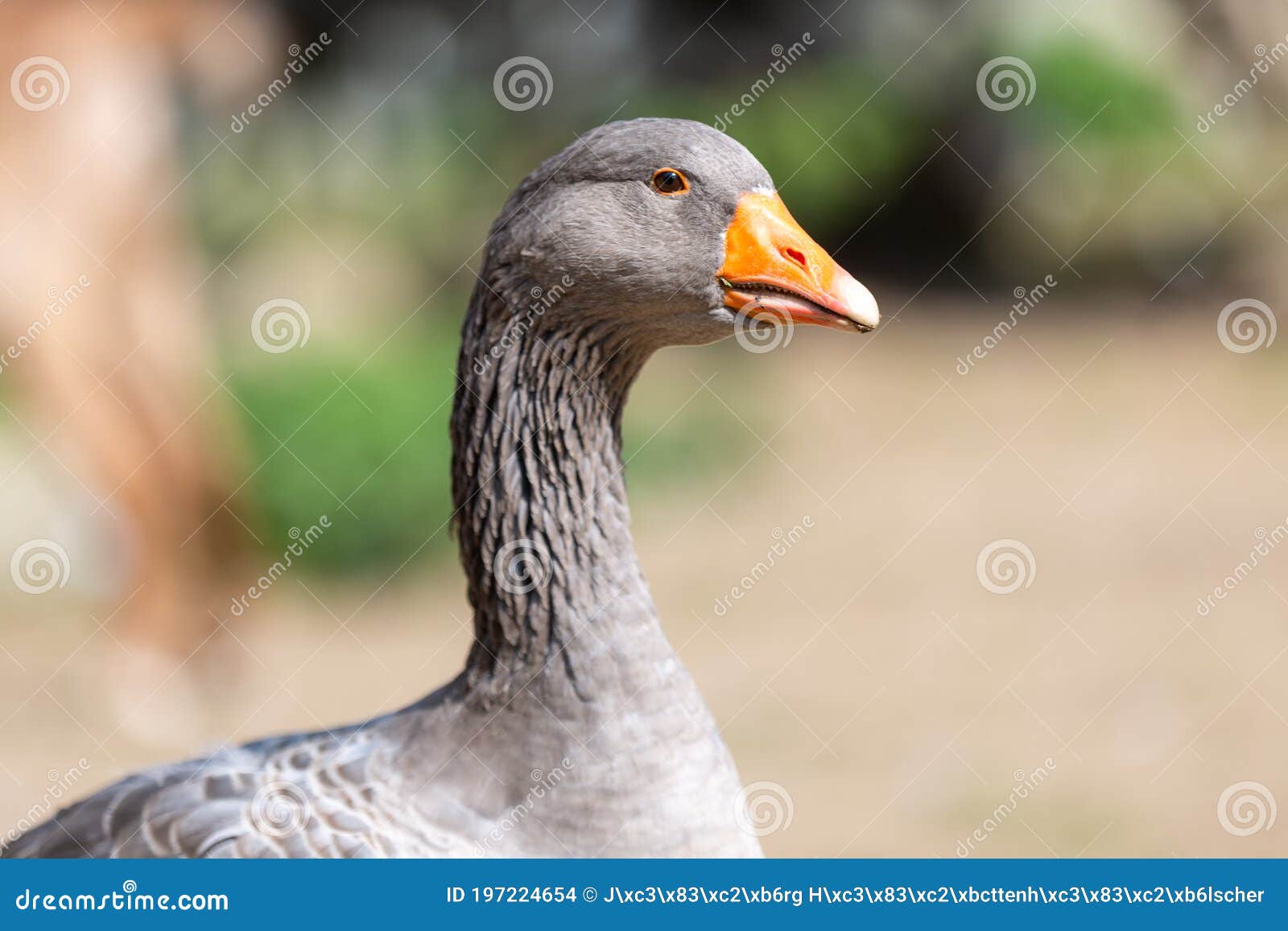 Portrait of a Goose at a Farm Stock Photo - Image of cute, geese: 197224654
