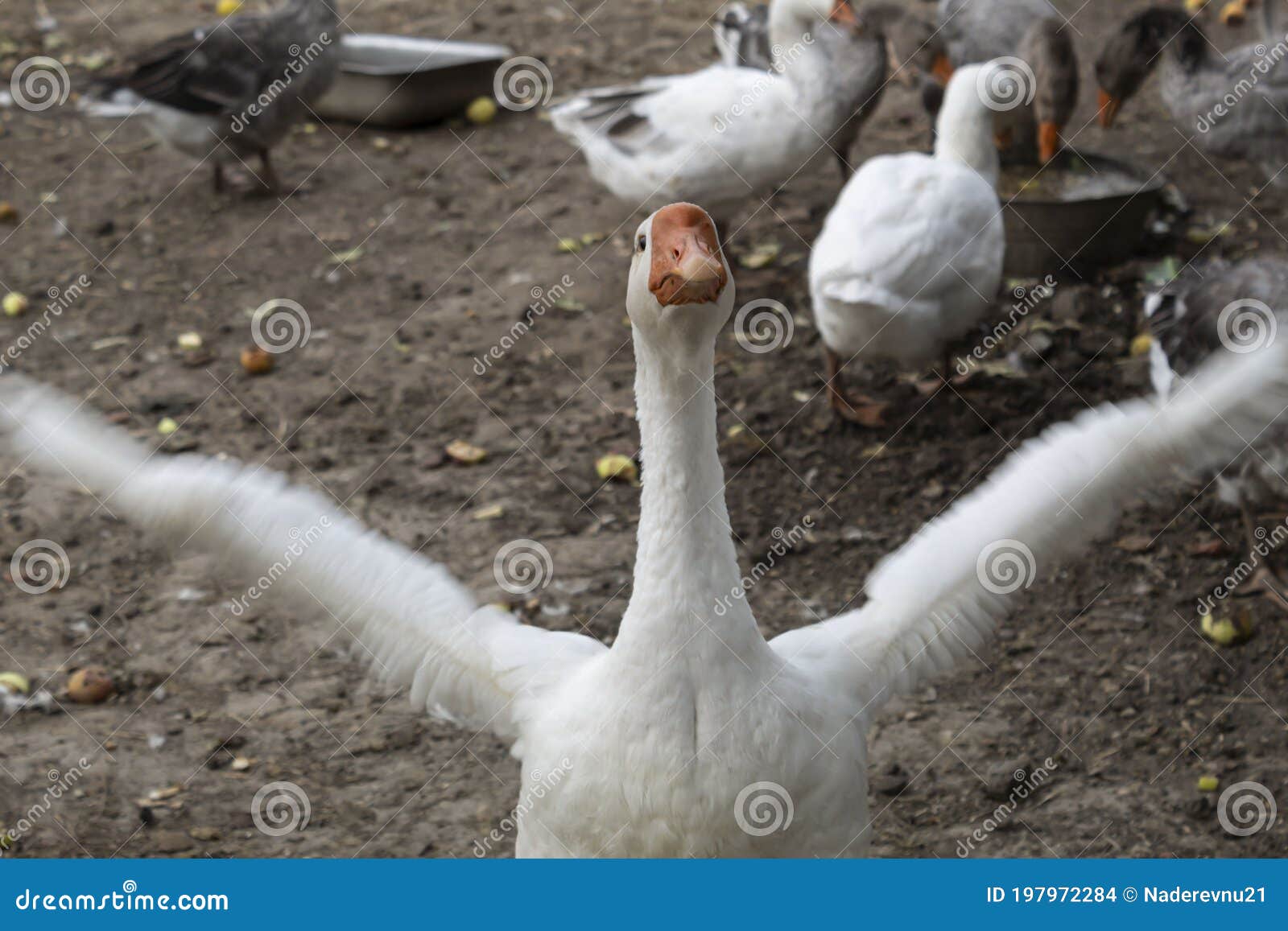 Portrait of a Goose Flapping Its Wings. Stock Photo - Image of ...