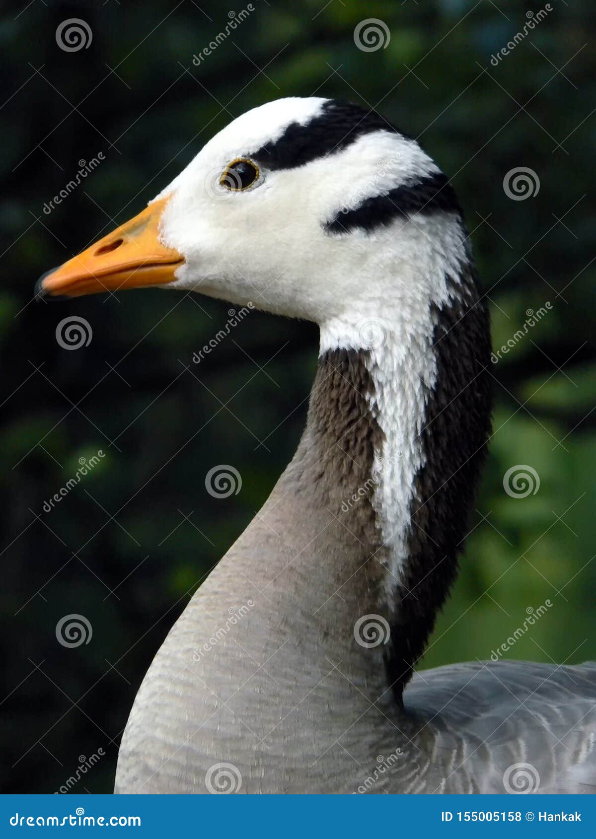 Portrait of a Goose from Profile Stock Photo - Image of head, feather ...