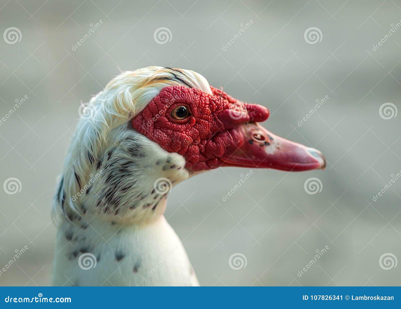 Portrait of Goose with Red Caruncle Stock Image - Image of nature ...