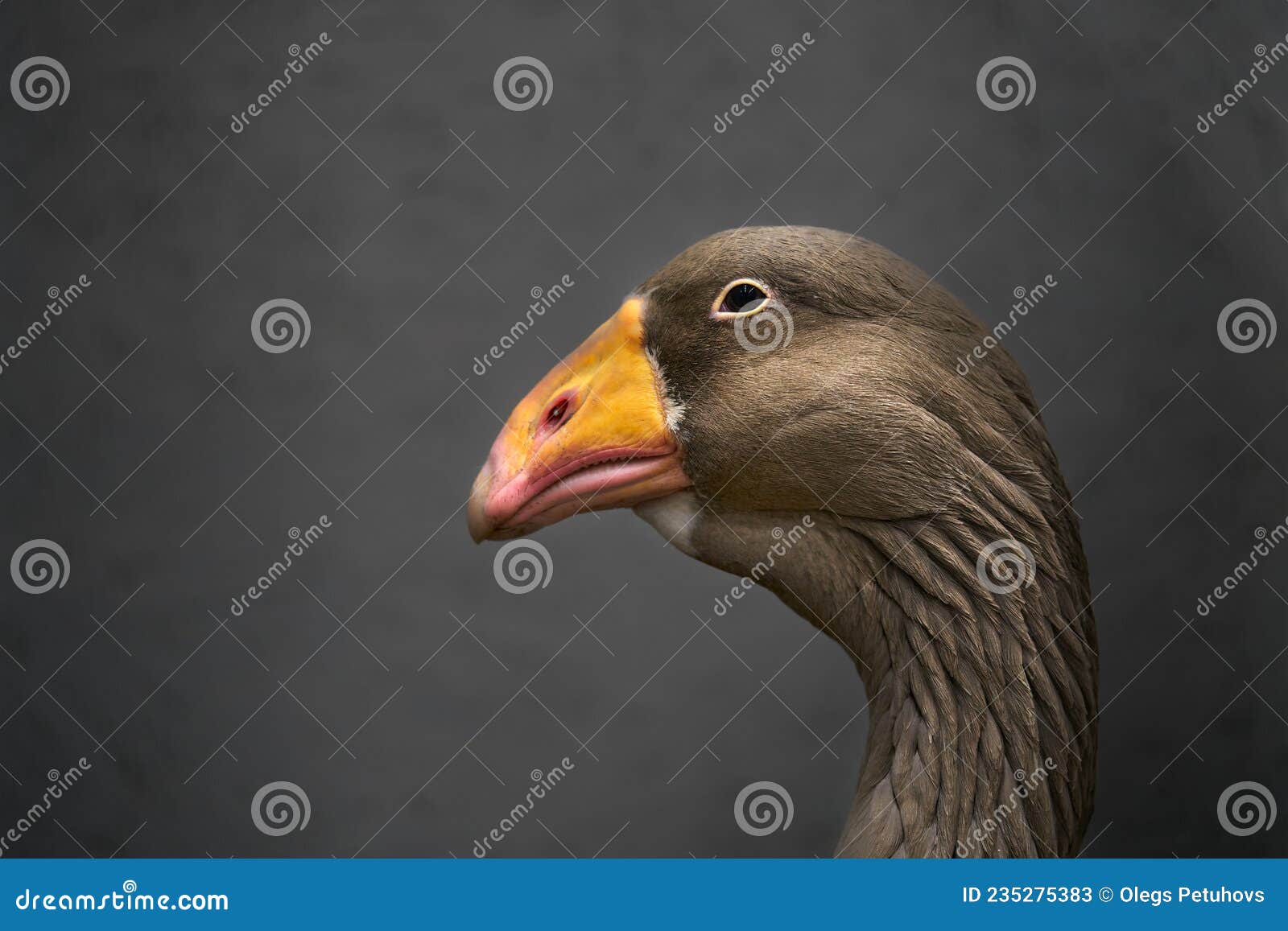 Portrait of a Goose, Side View, Isolated on Dark Background Stock Image ...