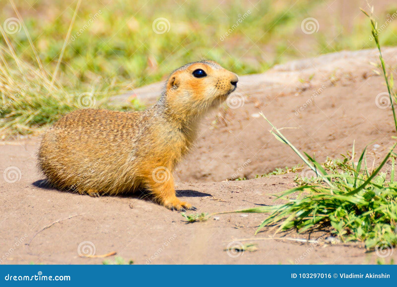 Portrait of a gopher stock photo. Image of field, green - 103297016