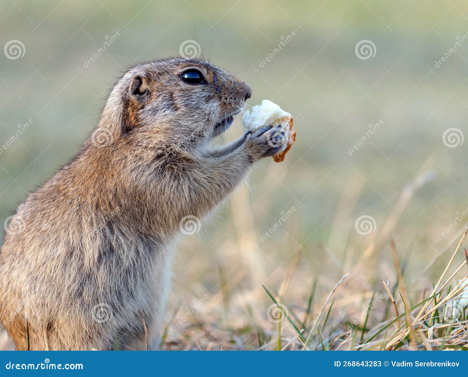 Portrait of a Gopher on the Grassy Lawn. Close-up Stock Image - Image ...