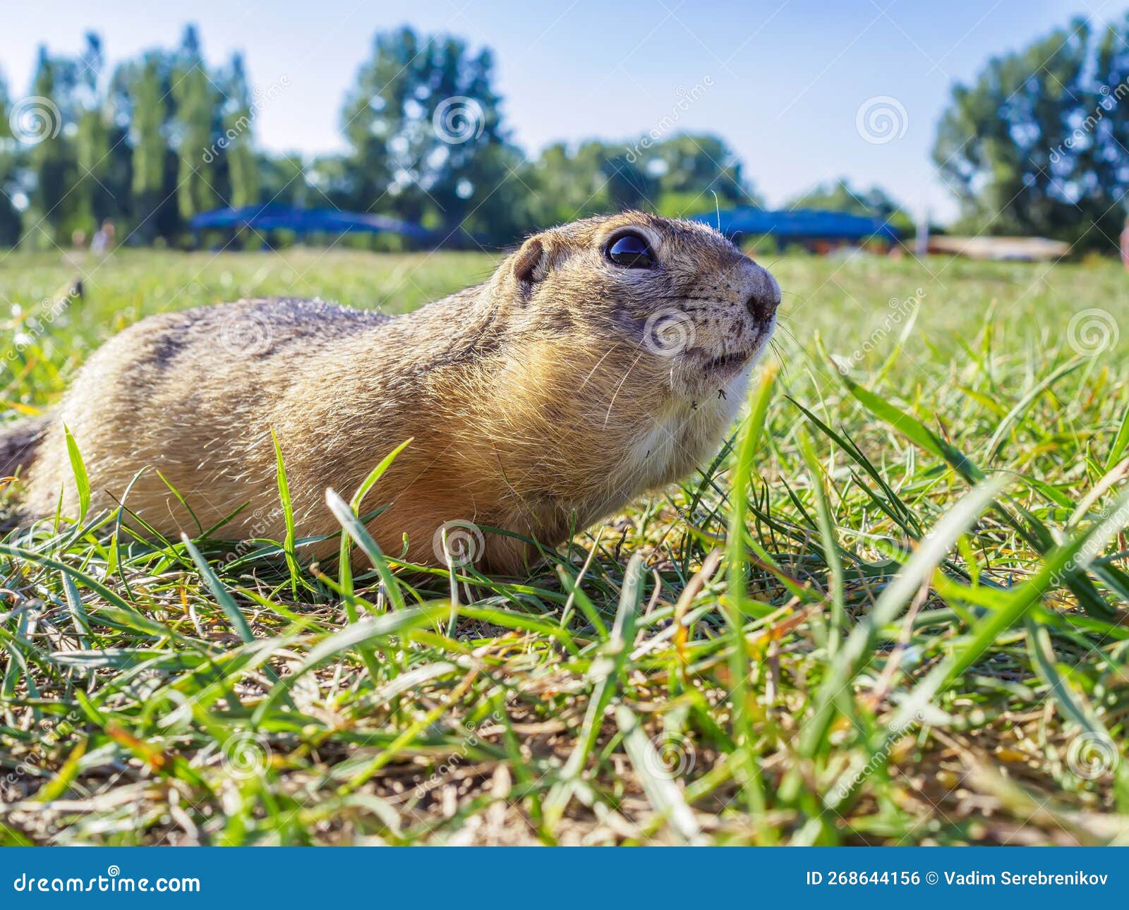 Portrait Of A Gopher On Dark Background Stock Image | CartoonDealer.com ...