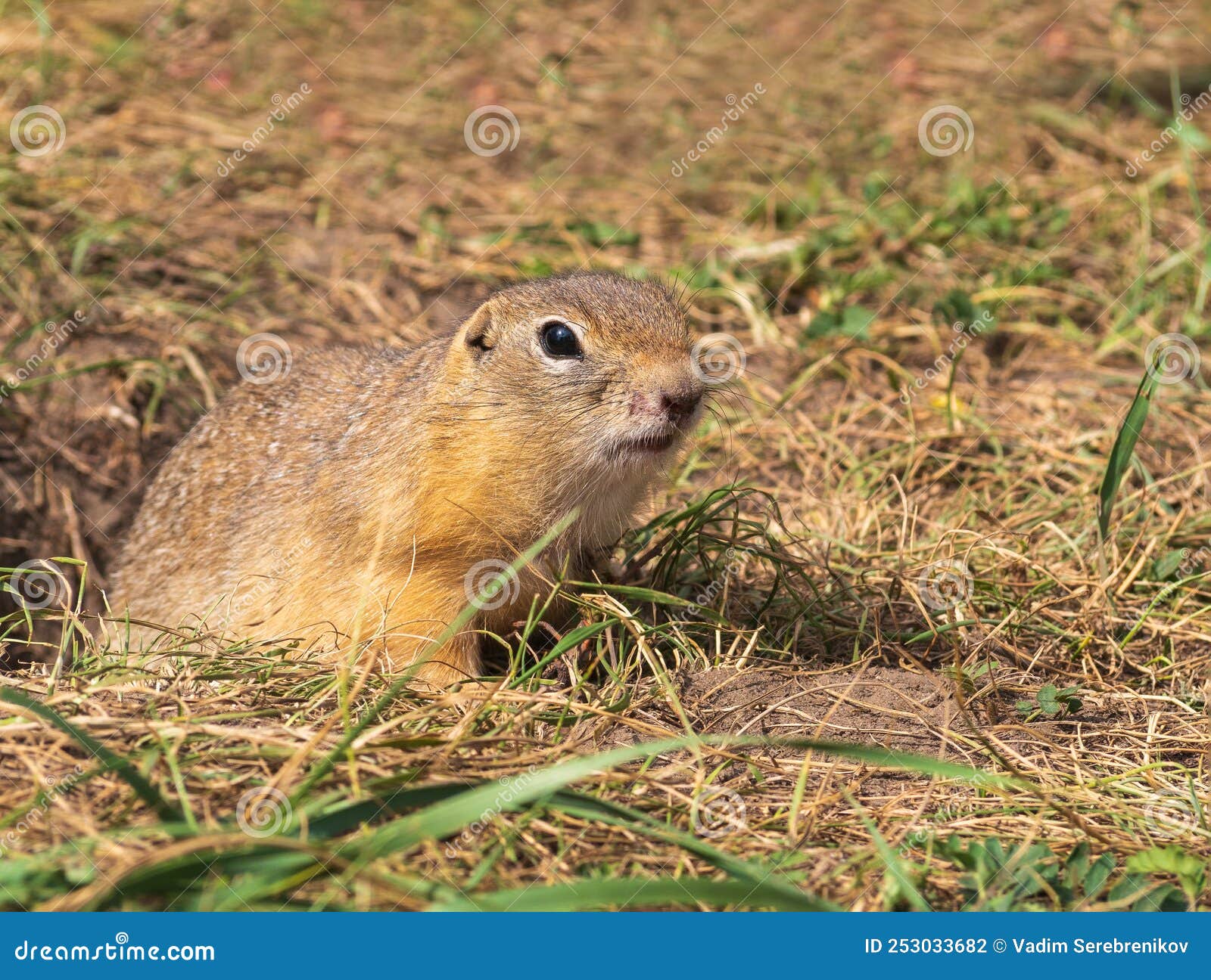 Portrait Of A Gopher`s Head Standing On The Grass Close Stock ...