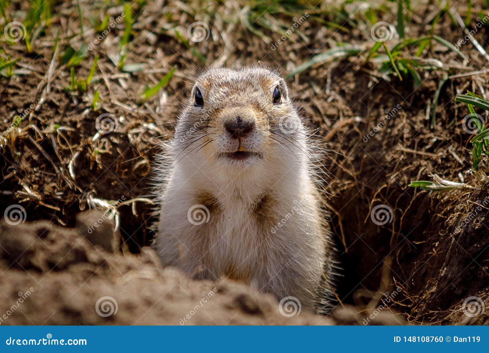 Portrait Of A Gopher`s Head Standing On The Grass Close Stock ...