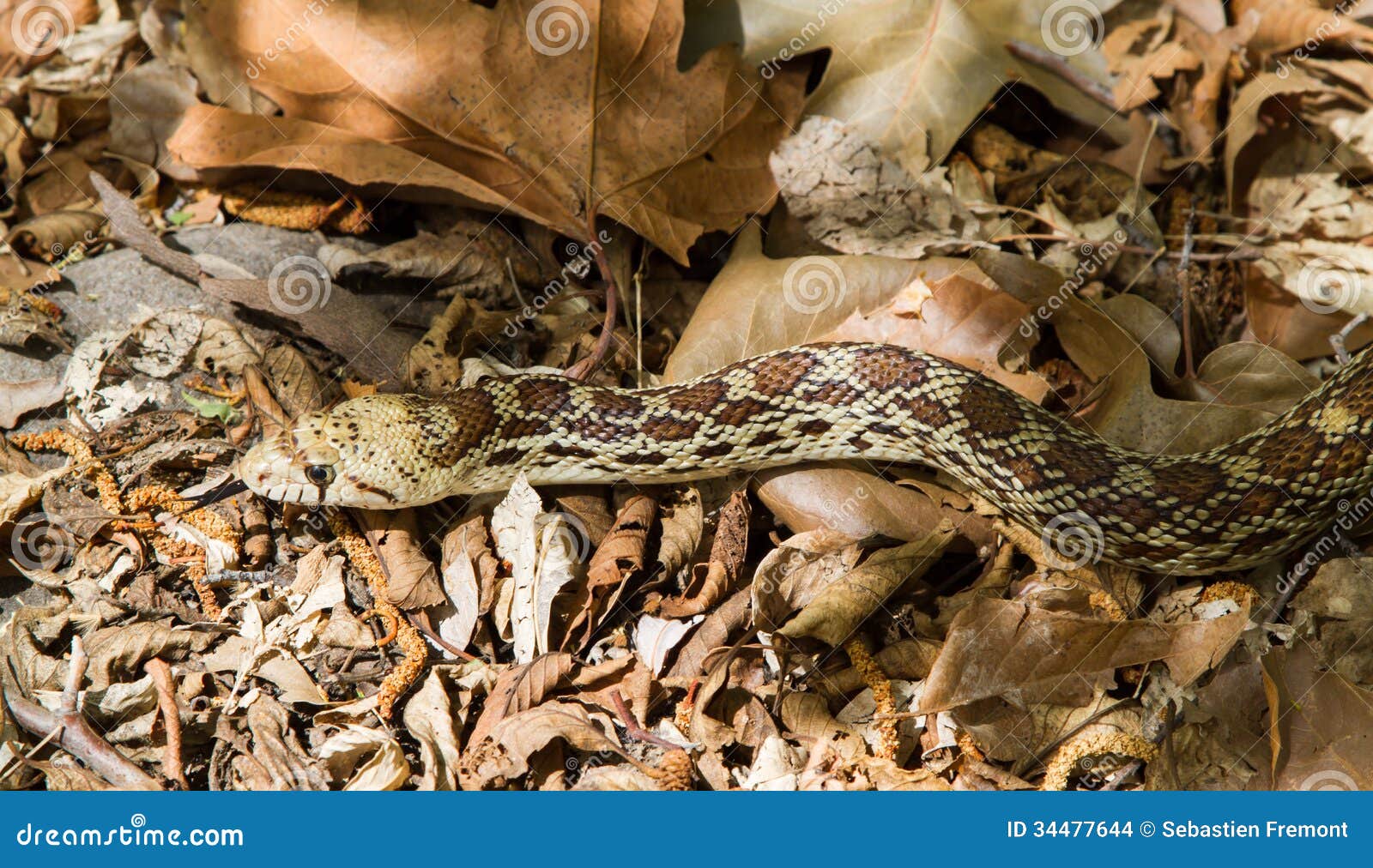Portrait of Gopher Snake stock photo. Image of sonoran - 34477644
