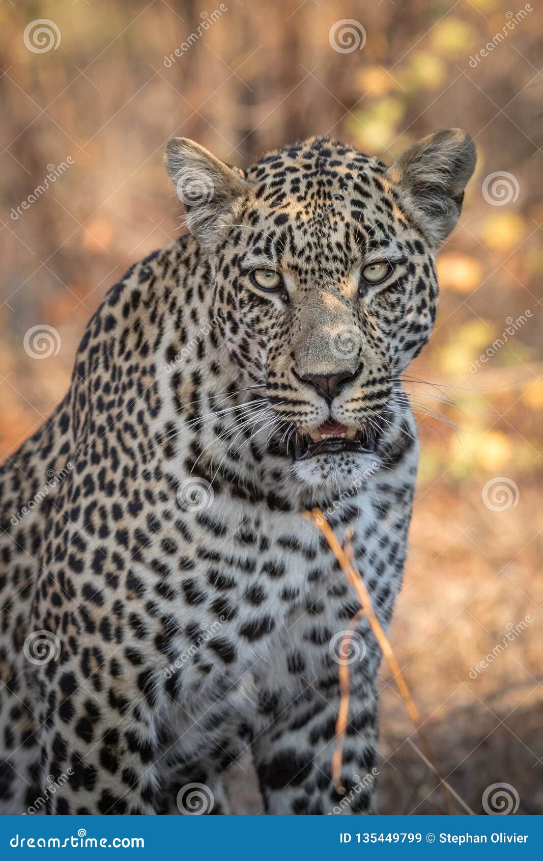Portrait of Gorgeous Male Leopard Stock Image - Image of beauty, agile ...