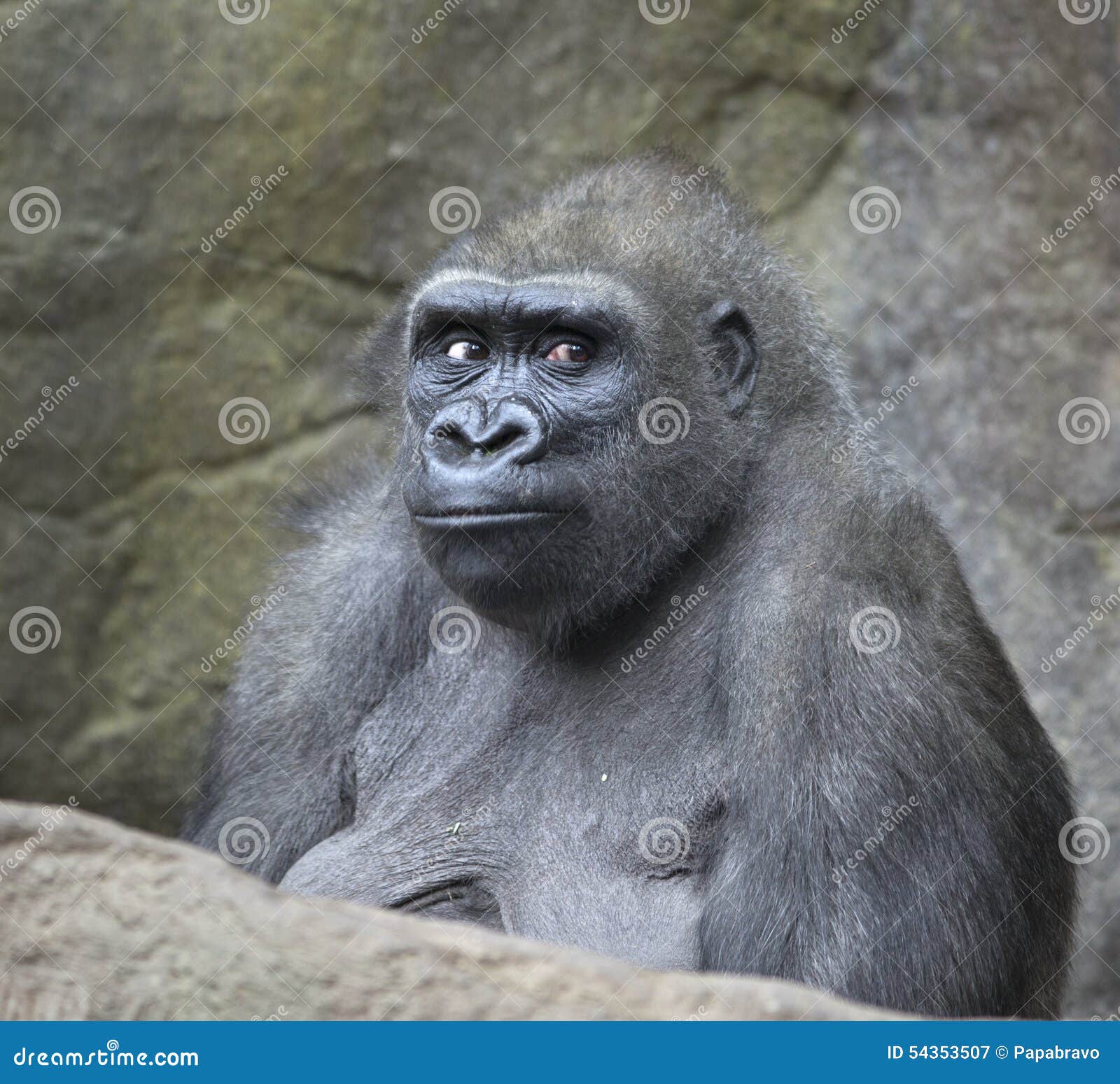 Portrait of gorilla ape stock image. Image of animal - 54353507