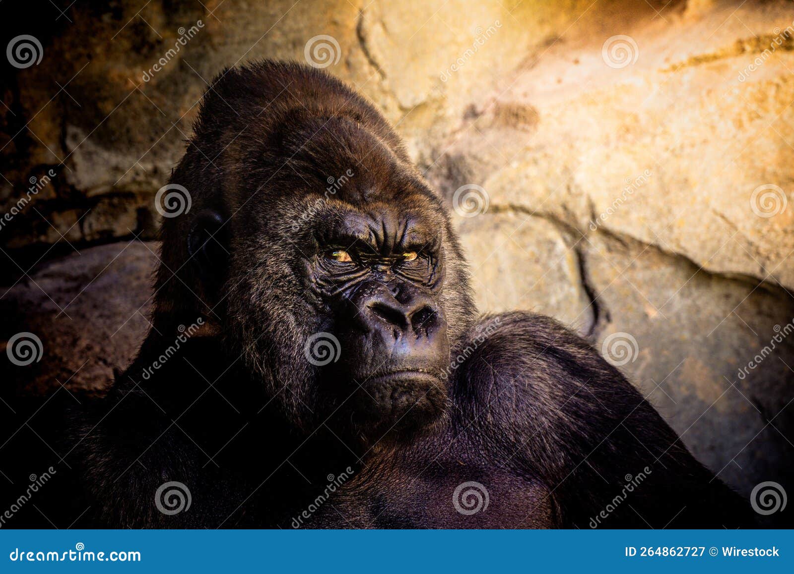 Portrait of a Gorilla Looking with Angry Eyes while Resting before the ...