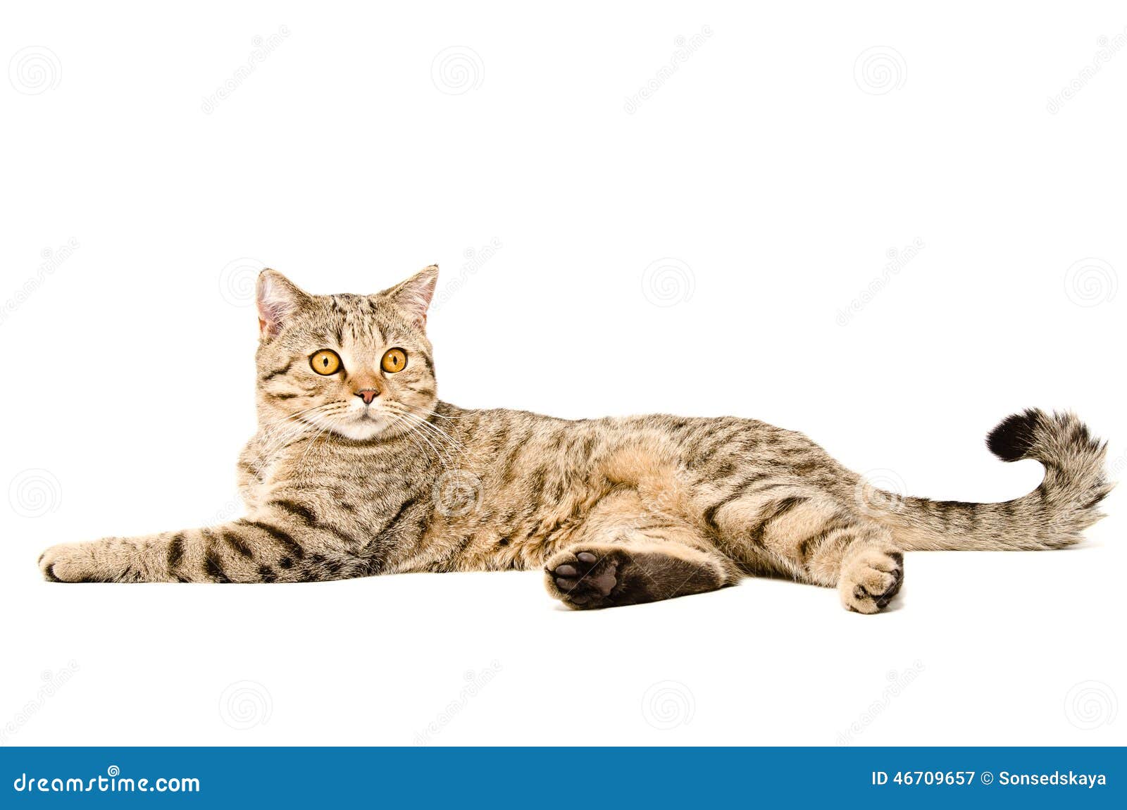 Portrait of a Graceful Cat Scottish Straight Stock Image - Image of ...