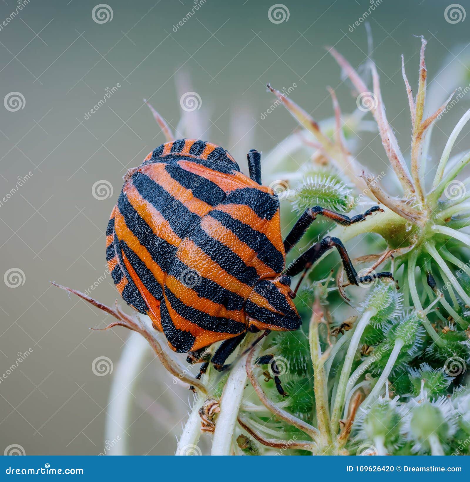 The Portrait of Graphosoma Lineatum Stock Photo - Image of leptinotarsa ...