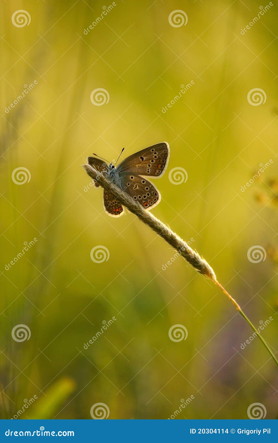 Portrait on the grass. stock photo. Image of linnaeus - 20304114