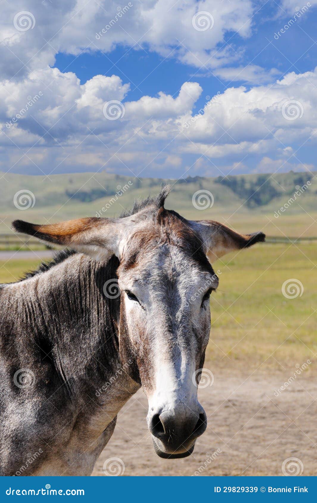 Portrait of a Gray Burro stock image. Image of animal - 29829339