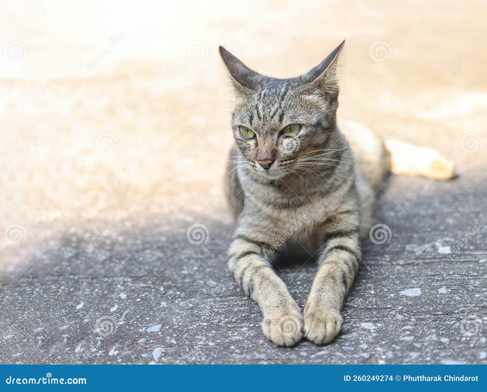 Gray Cat Lying Down on Cement Floor and Looking Sideway Stock Photo ...