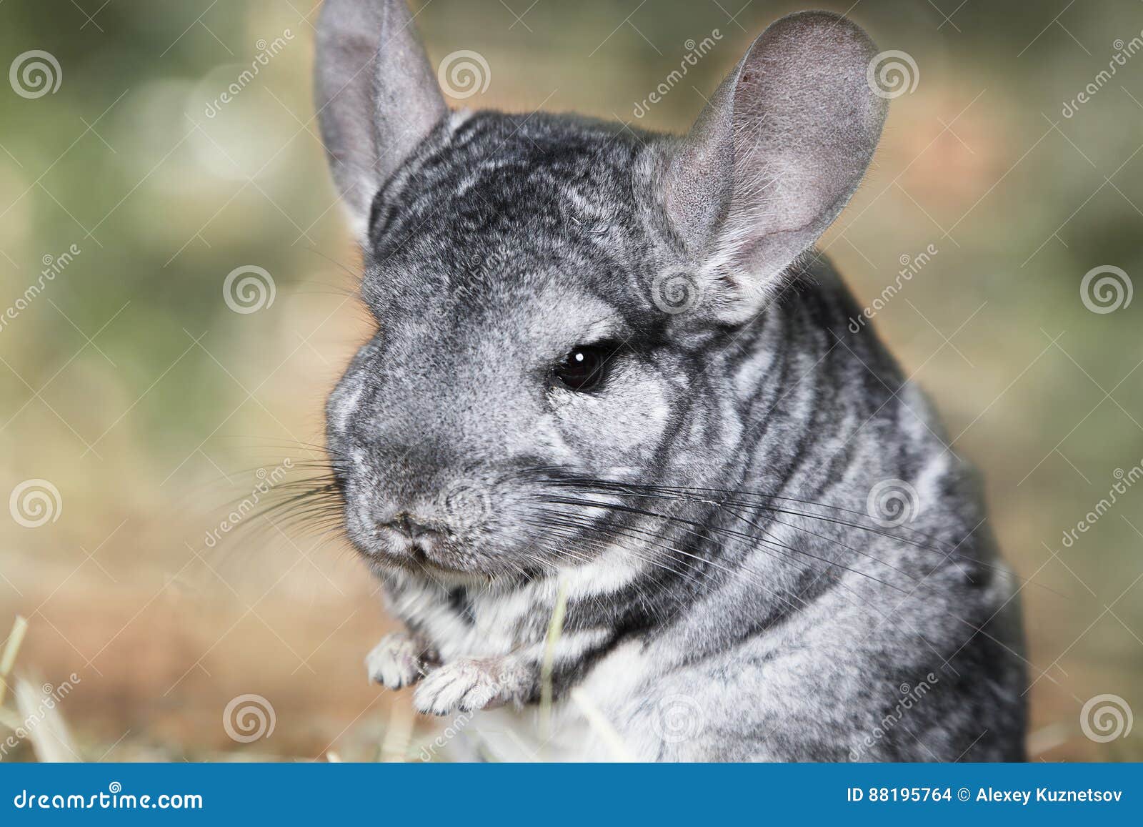 Portrait of Gray Chinchilla Stock Photo - Image of portrait, zoology ...