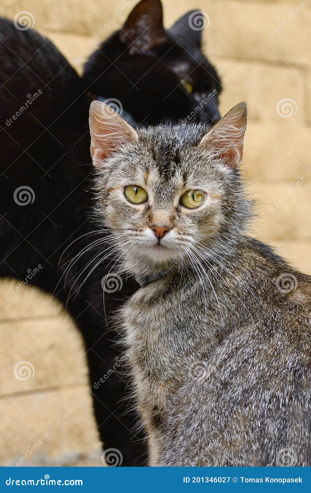 Portrait of a Gray Domestic Cat. Stock Image - Image of striped, young ...