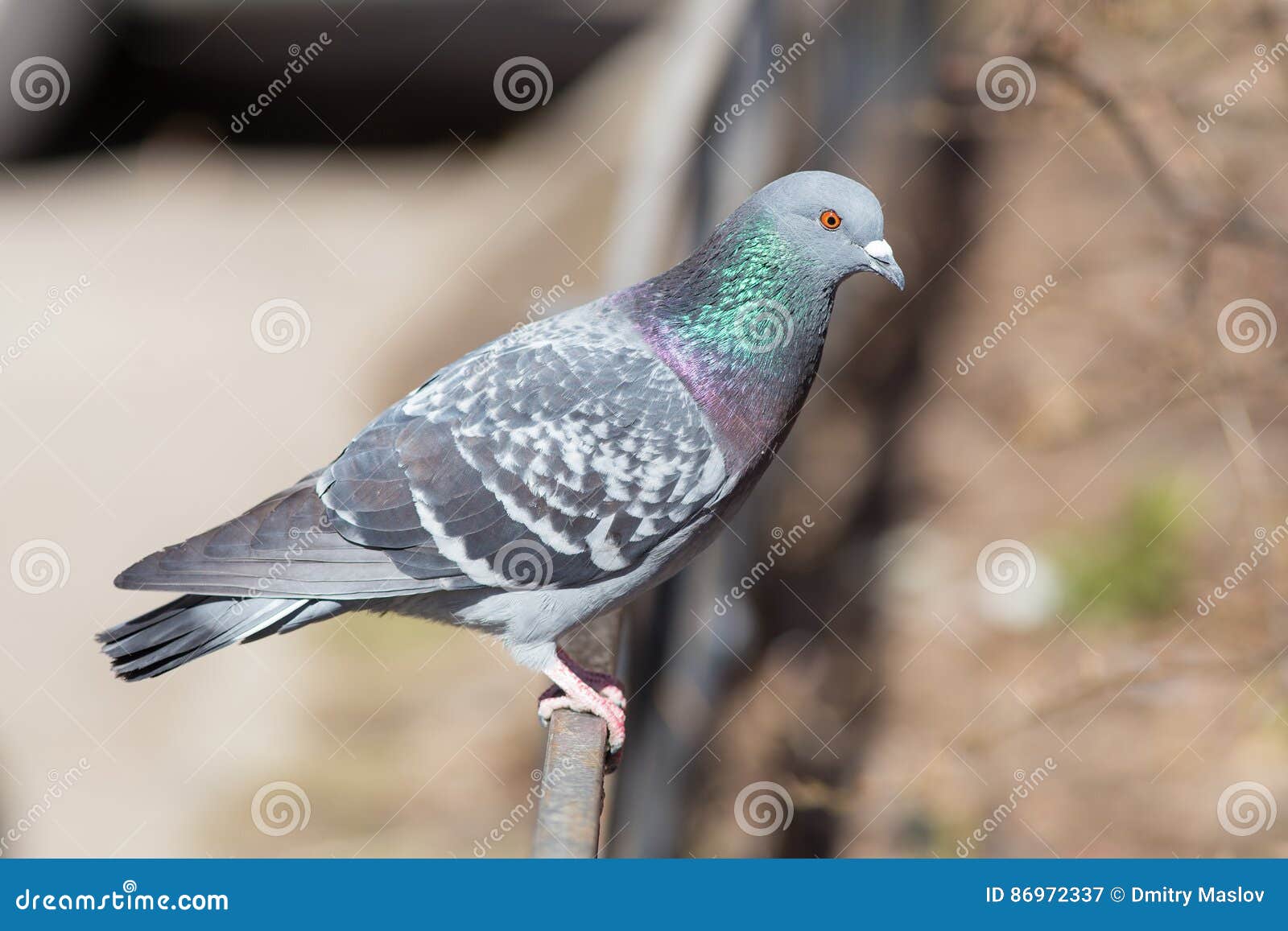 Portrait of a gray pigeon stock image. Image of portrait - 86972337