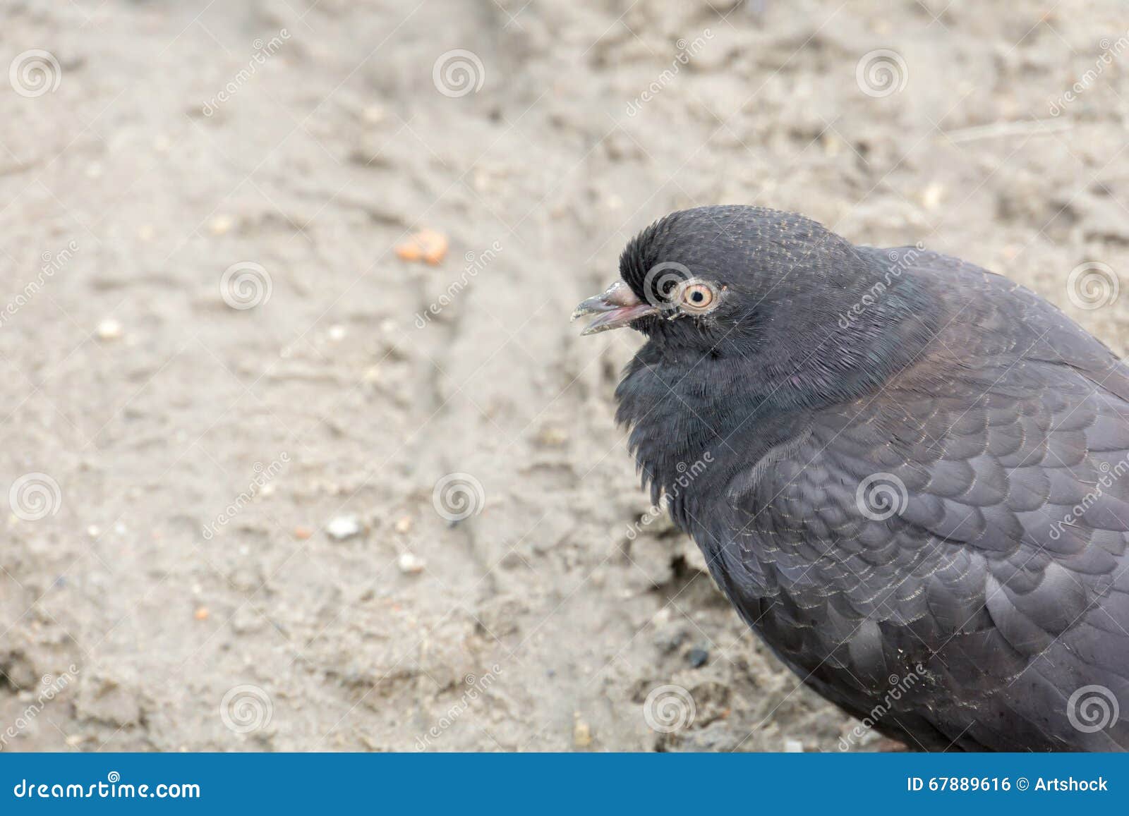 Portrait of Gray Pigeon stock photo. Image of outdoors - 67889616