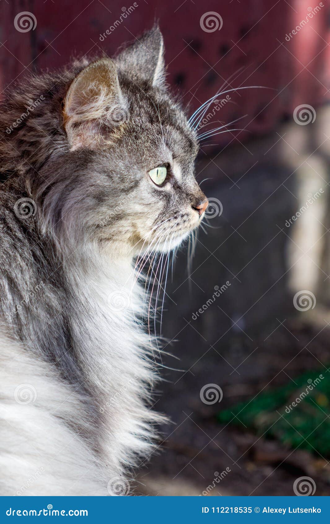 Portrait of a Gray Rural Cat. Stock Image - Image of closeup, fluffy ...