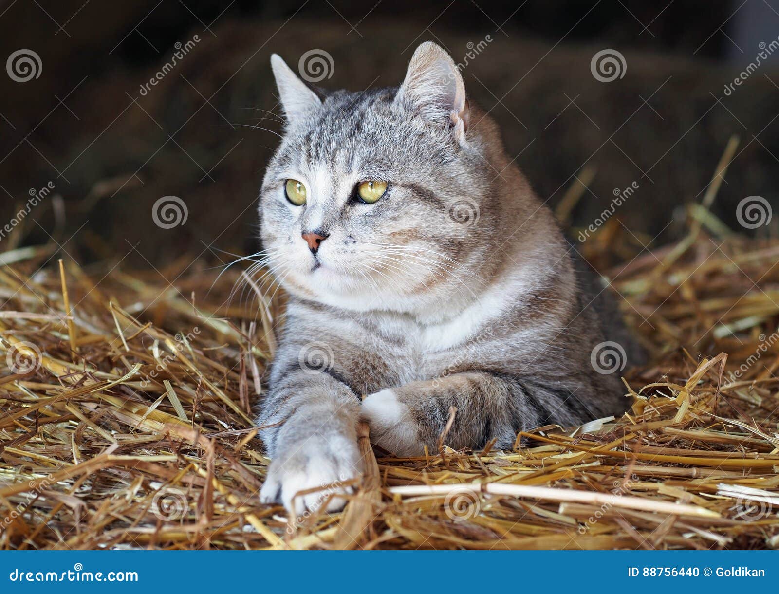 Portrait of gray tabby cat stock photo. Image of looking - 88756440