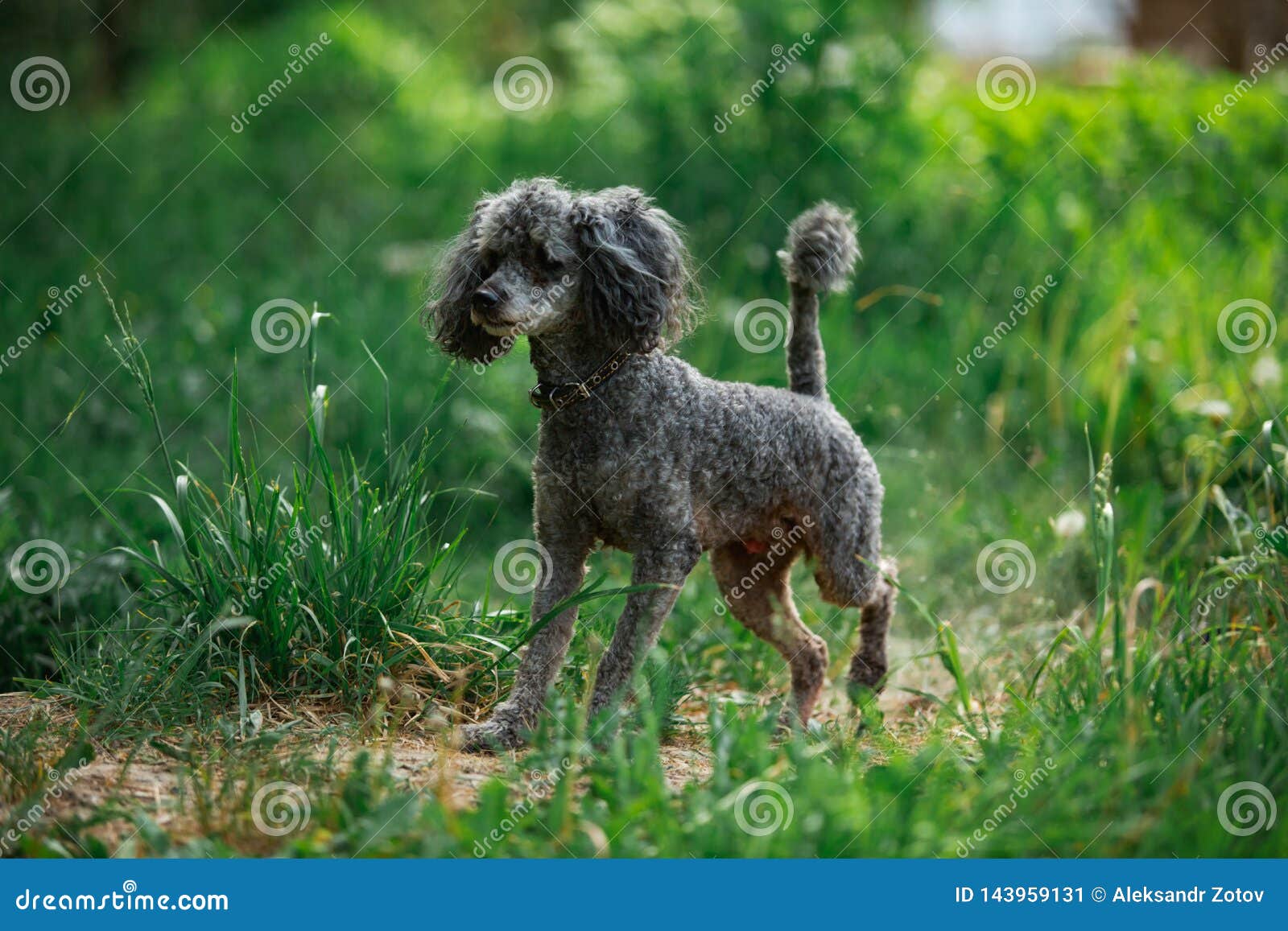 Portrait of Gray Toy Poodle in Grass Stock Image - Image of natural ...