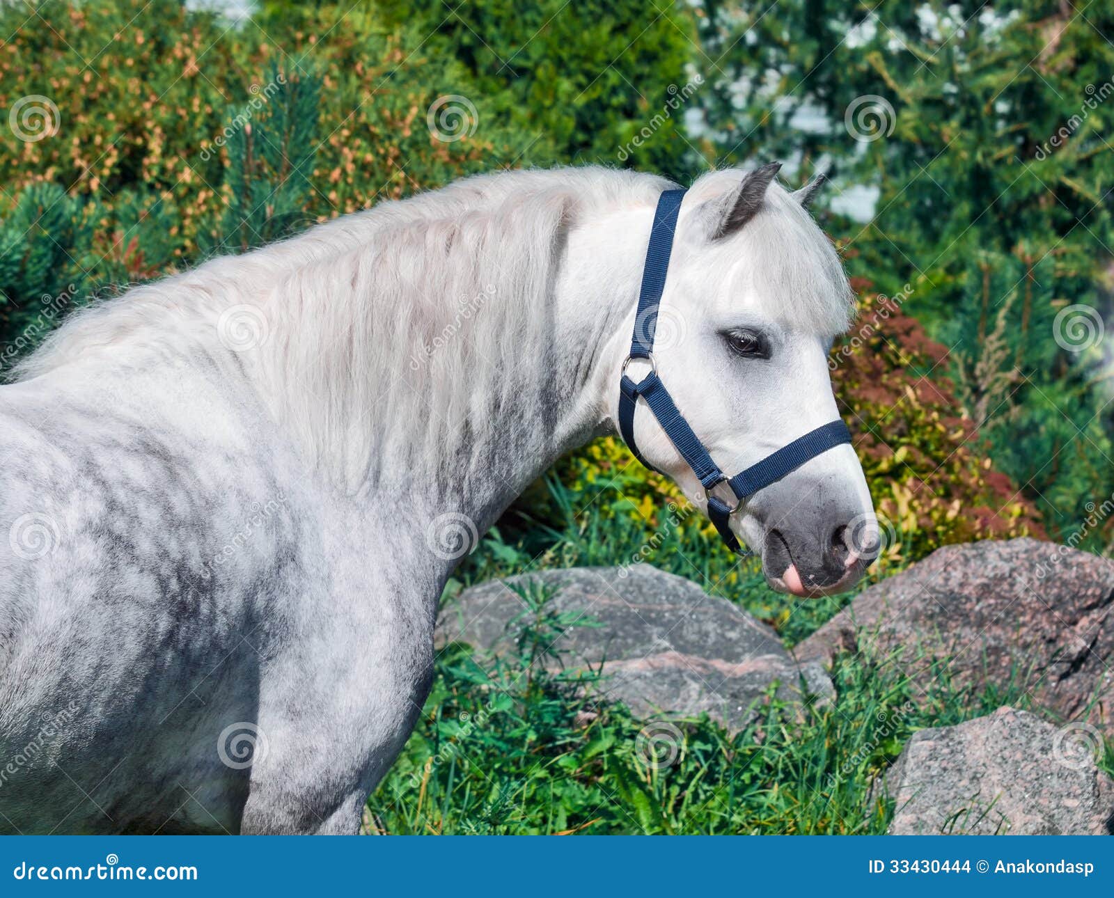 Portrait of Gray Welsh Pony. Stock Photo - Image of exterior, beauty ...