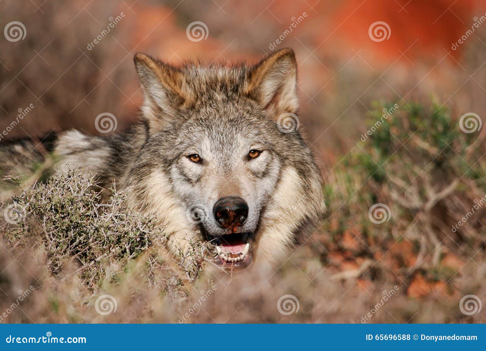 Portrait of Gray wolf stock photo. Image of adult, carnivore - 65696588