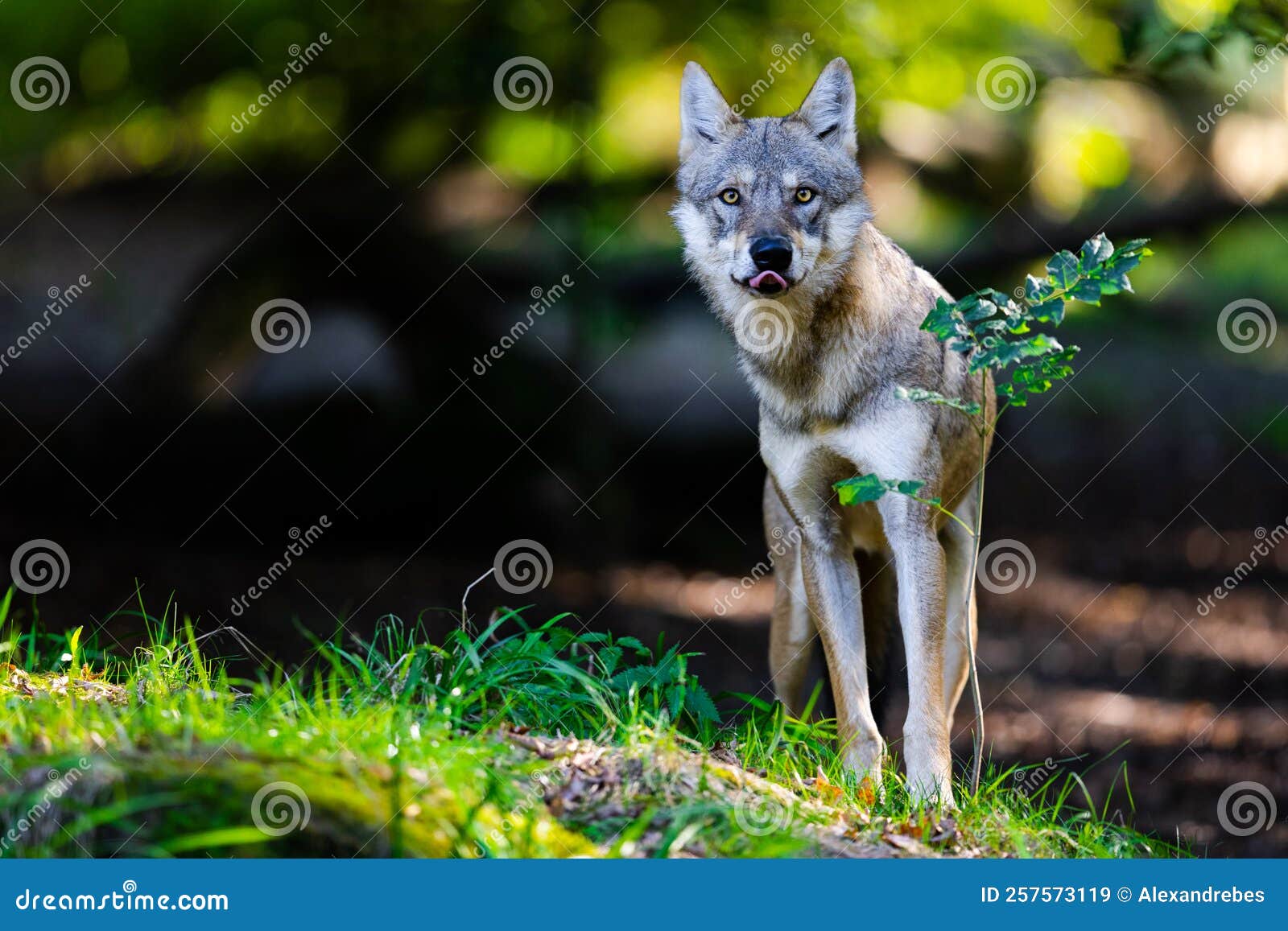 Portrait of a Gray Wolf in the Forest Stock Image - Image of eyes, head ...
