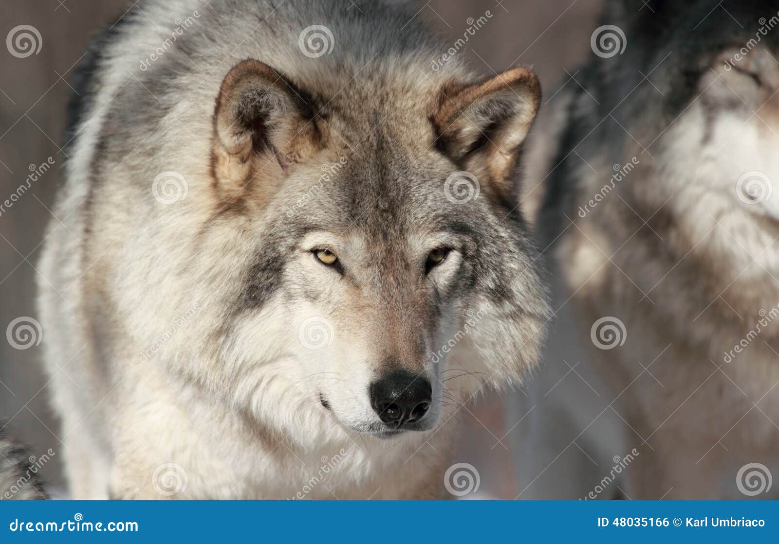 Portrait of gray wolf stock photo. Image of animal, wolf - 48035166