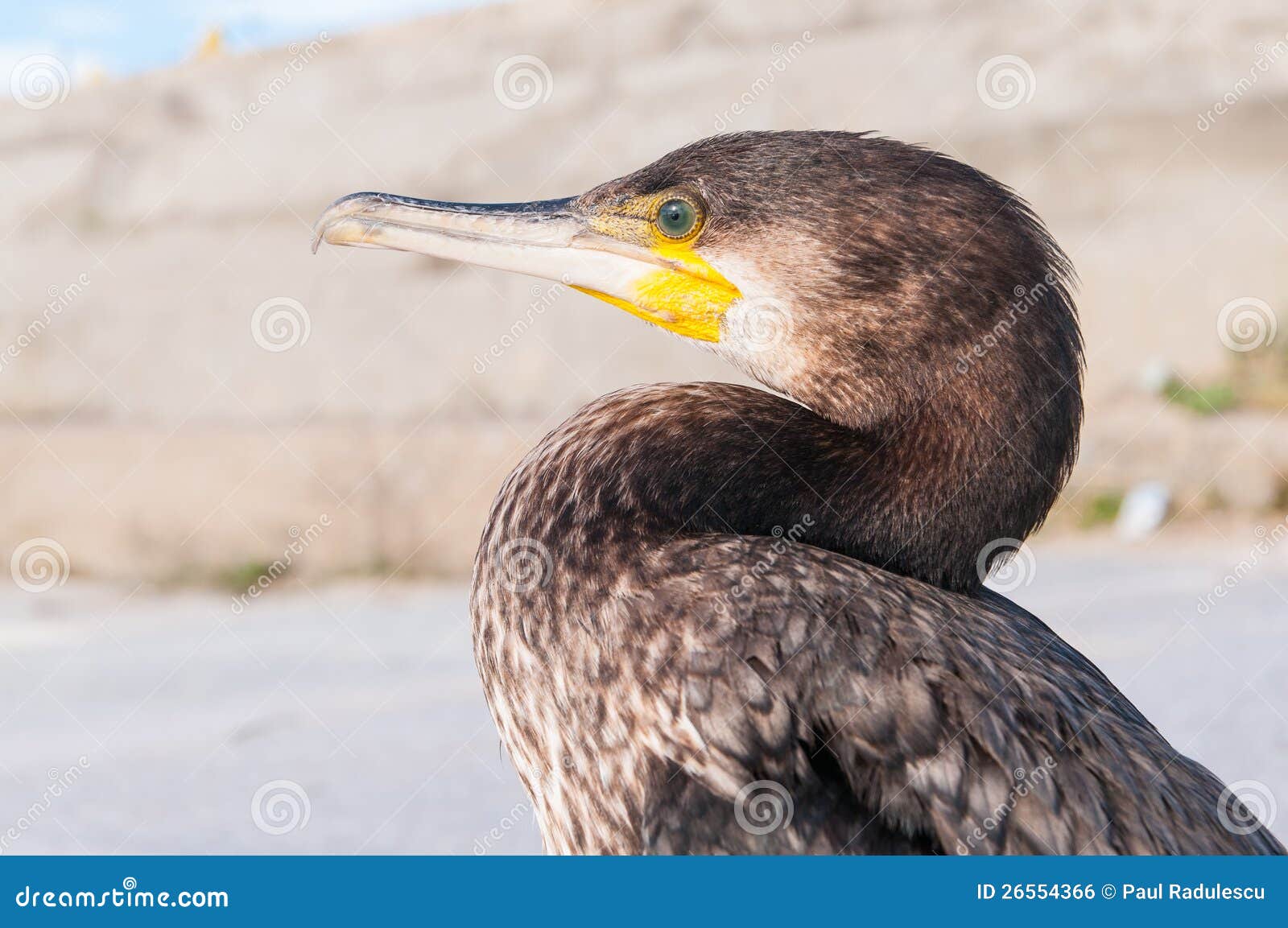 Portrait of Great Cormoran (Phalacrocorax Carbo) Stock Photo - Image of ...