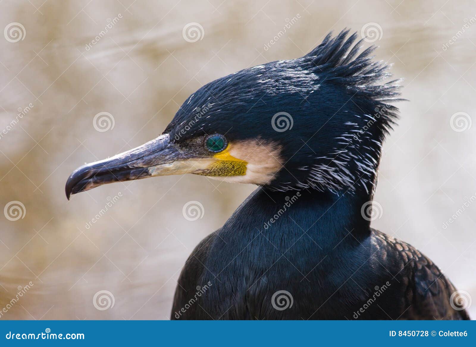 Portrait of Great Cormorant Stock Photo - Image of animal, lake: 8450728