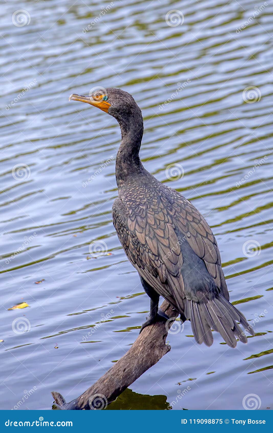 Portrait of a Great Cormorant Stock Image - Image of common, wings ...