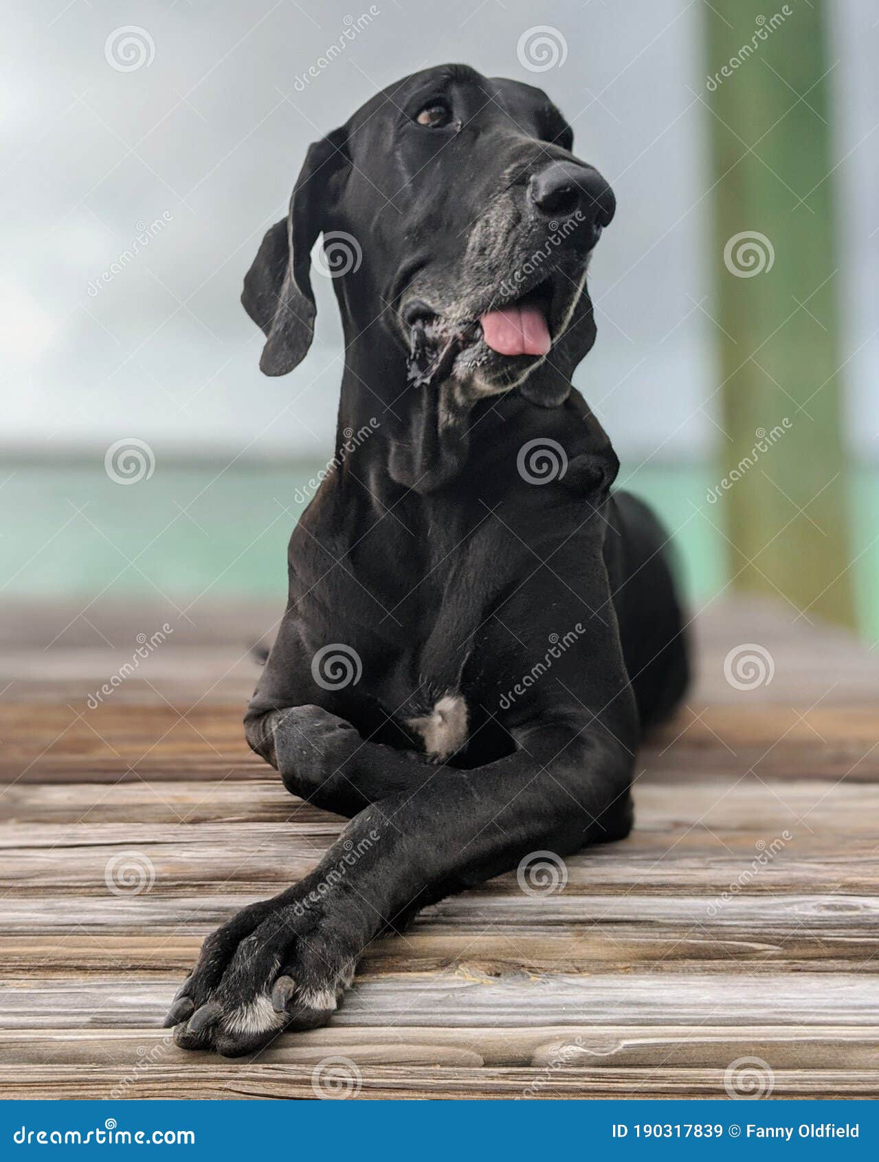 Portrait of a Great Dane Female Dog Stock Image - Image of female ...