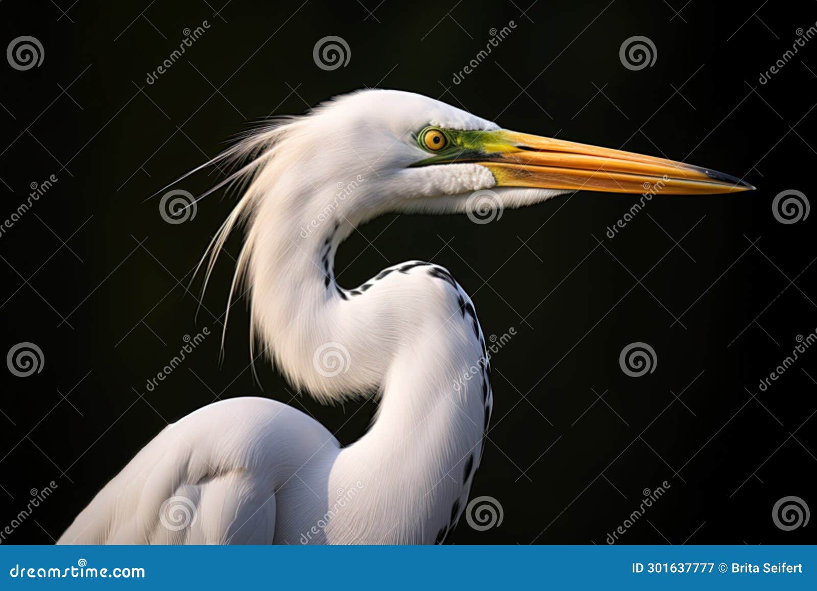 Great Egret Vector Illustration | CartoonDealer.com #10353096
