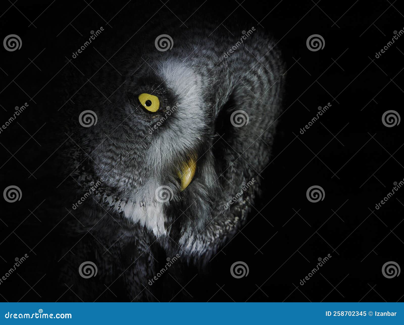 Portrait Great Gey Owl Looking Direct into the Camera Isolated on Black ...